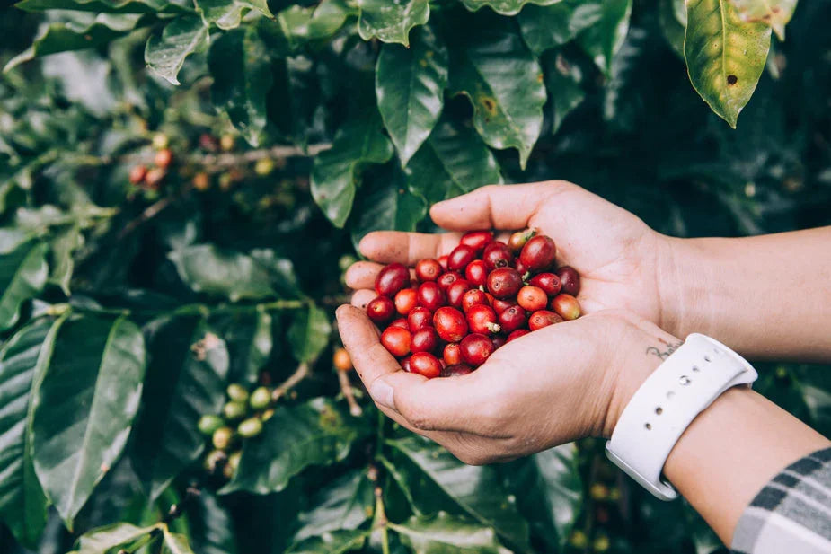 Kaffe fra Afrika direkte til din dør | EverBean Kafferisteri – EverBean ...
